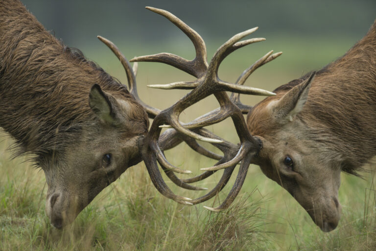 Deer Antlers: Understanding the Significance and Biology of Antlers