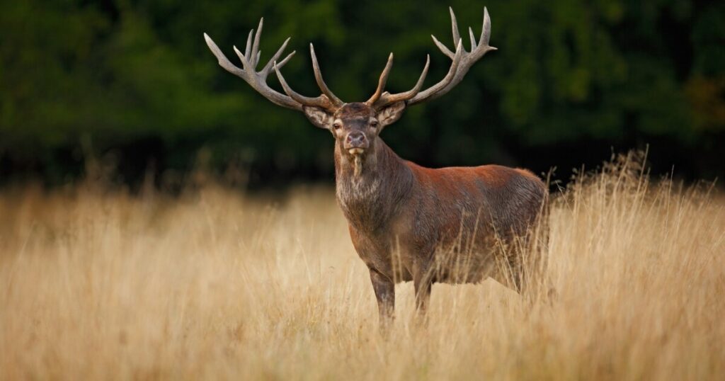 Deer Antlers: Understanding the Significance and Biology of Antlers