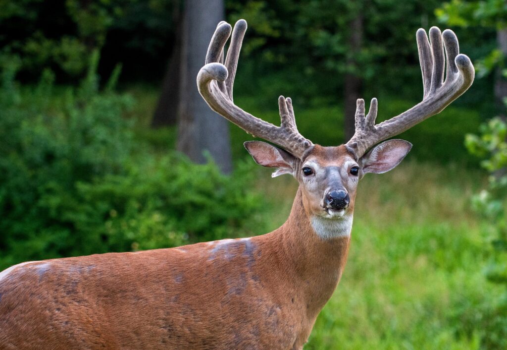 Deer Antlers: Understanding the Significance and Biology of Antlers