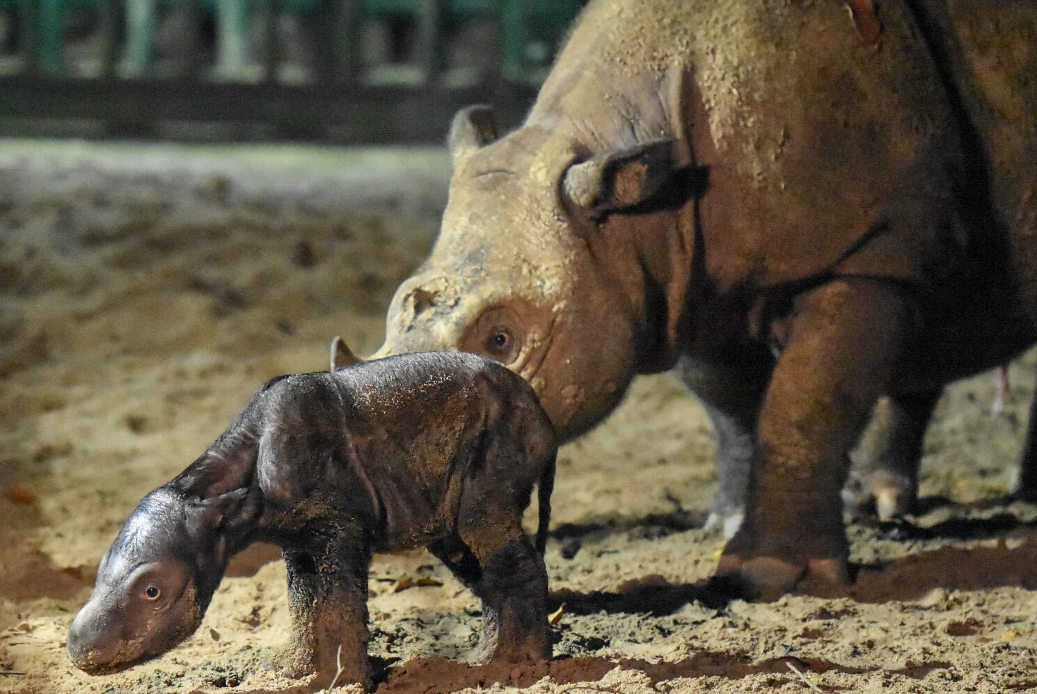 The Javan Rhino: Urgent Efforts for Its Survival