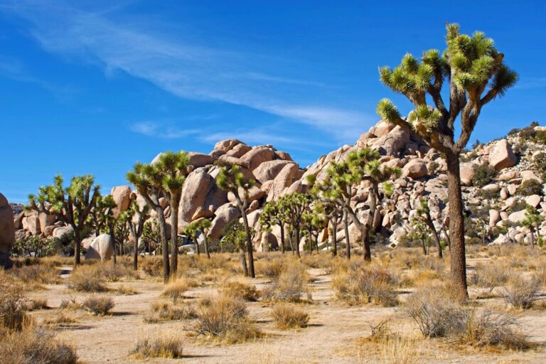Life in the Mojave: Flora, Fauna & Survival in the American Desert